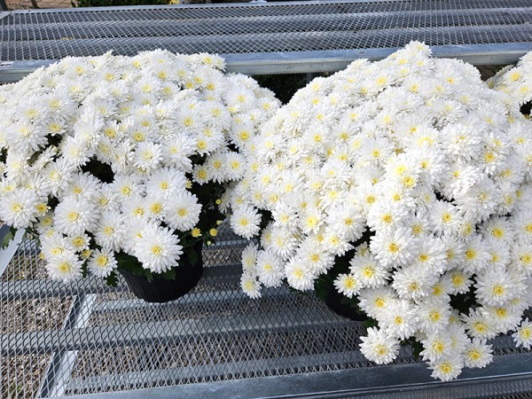 Keeping Mums Alive - 5 Tips To Keep Mums Blooming All Fall Long!