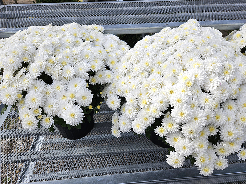 Keeping Mums Alive - 5 Tips To Keep Mums Blooming All Fall Long!