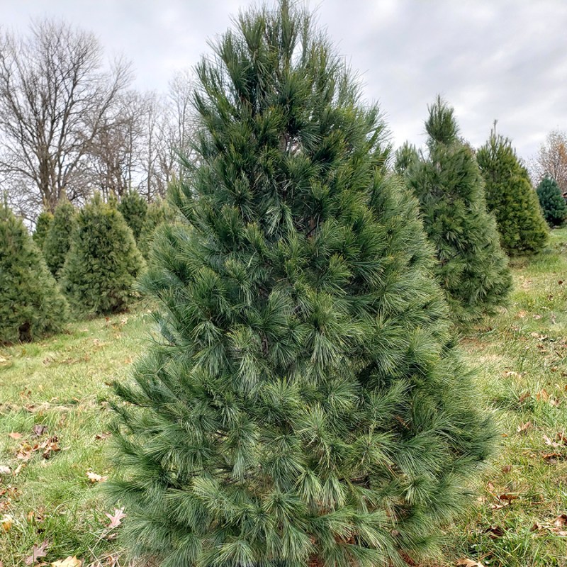 Live Christmas Trees - Cutting Down & Caring For A Live Tree