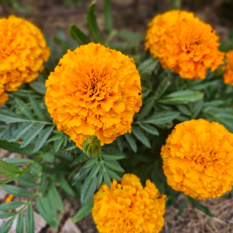 The Many Benefits Of Growing Marigolds