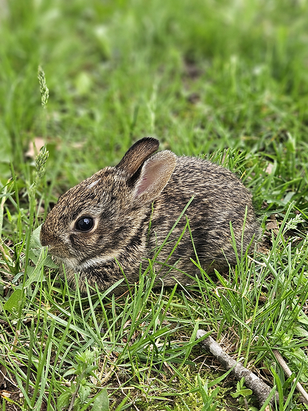 The Many Benefits Of Growing Marigolds