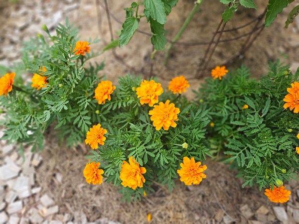 The Many Benefits Of Growing Marigolds