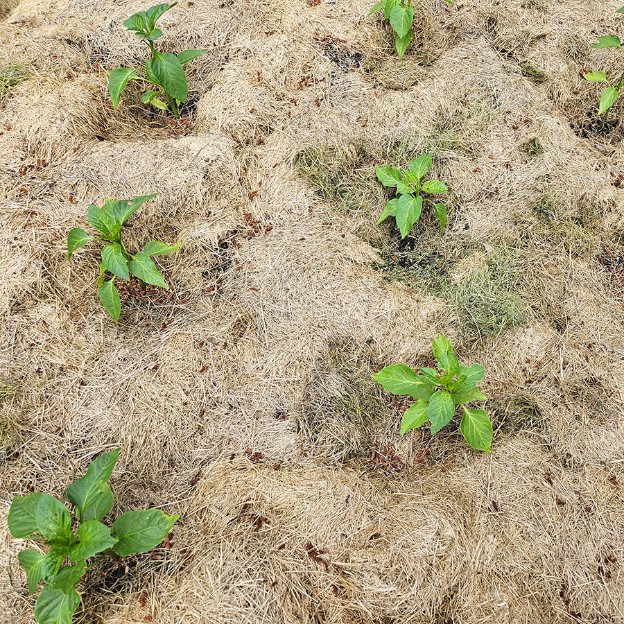 Why To Use Mulch In Your Garden - Weed Less & Improve The Soil