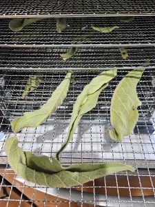 The Benefits Of Mullein - Harvesting & Dehydrating For Mullein Tea