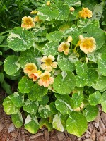 The Benefits Of Nasturtium & How To Grow Them