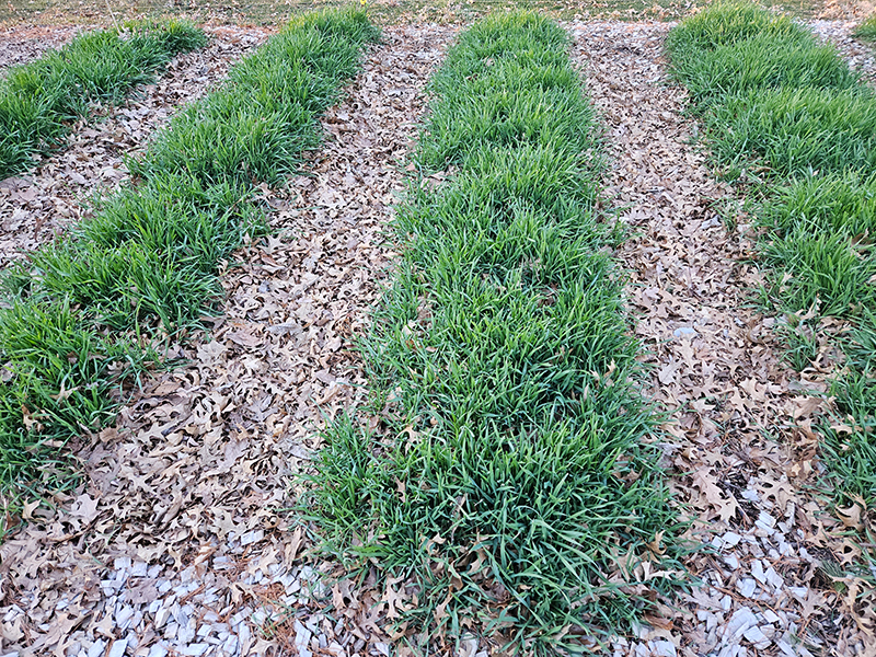 The No-Till Method - Great Idea, But Is It Practical For Everyone?