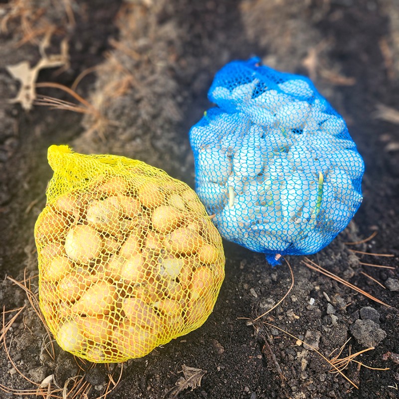 Tips On Planting Onion Sets In The Spring