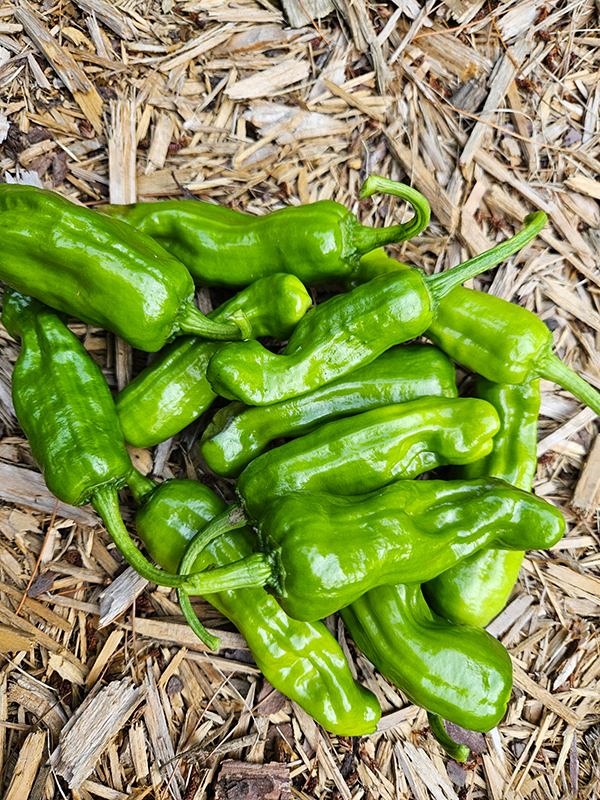Pepperoncini Pepper Smash Burgers - Crispy and Juicy Burgers