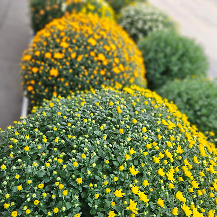 Picking Out Mums - 4 Tips To Get The Most Out Of Your Fall Mums