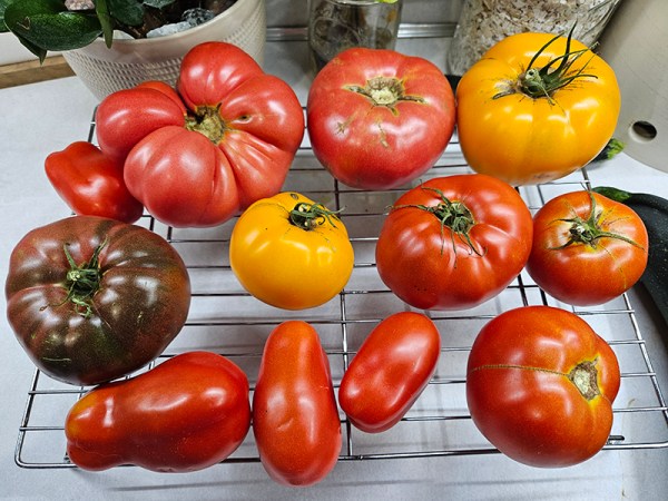 Picking Tomatoes Early - The Benefits Of Ripening OFF The Vine