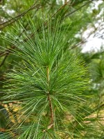 Pine Needles In The Garden - Why & How To Use Them In Winter