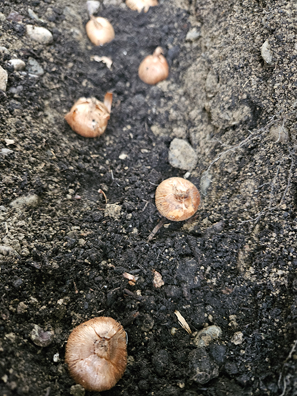 How To Plant Crocus Bulbs - Plant In Fall For Spring Blooms!