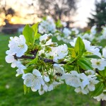 Planting Fruit Trees In Spring For Healthy And Productive Trees