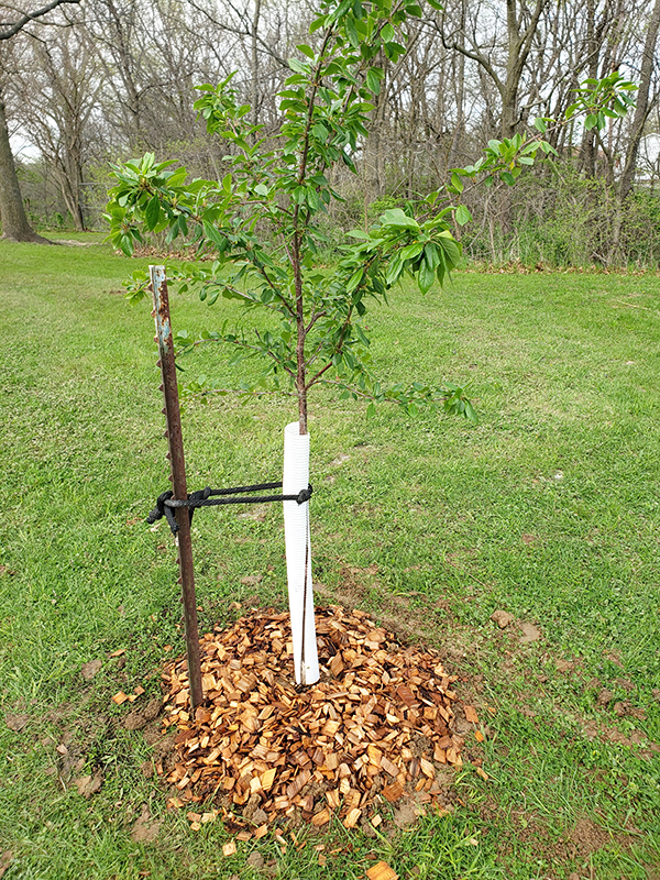 Planting Fruit Trees In Spring For Healthy And Productive Trees