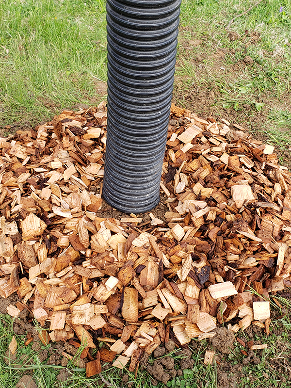 Planting Fruit Trees In Spring For Healthy And Productive Trees