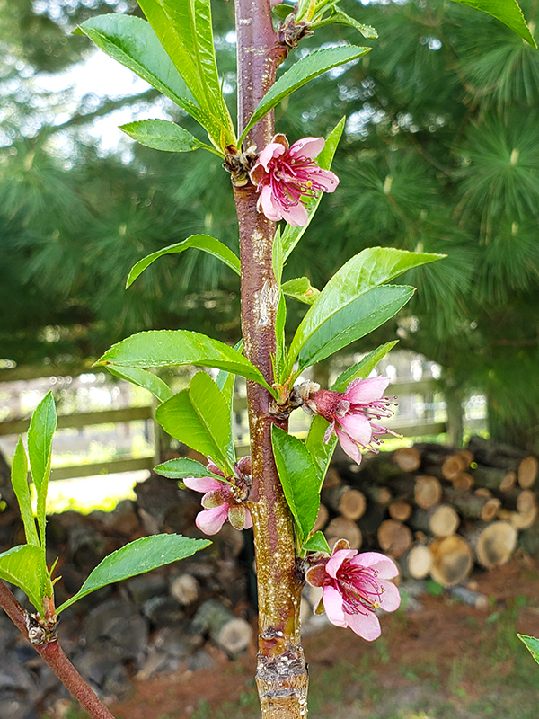 Planting Fruit Trees In Spring For Healthy And Productive Trees