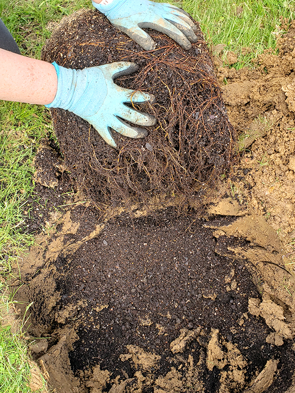 Planting Fruit Trees In Spring For Healthy And Productive Trees