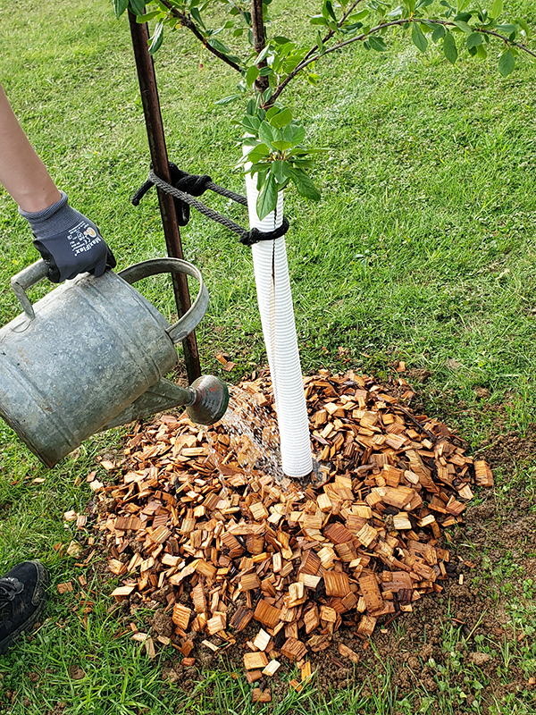 Planting Fruit Trees In Spring For Healthy And Productive Trees