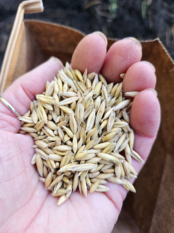 Planting A Garden Cover Crop - Protect And Improve Your Soil