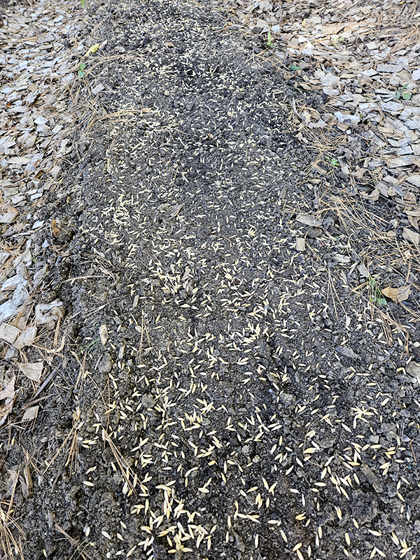 Planting A Garden Cover Crop - Protect And Improve Your Soil