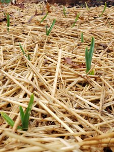 Planting Garlic In The Fall For A Huge Summer Harvest