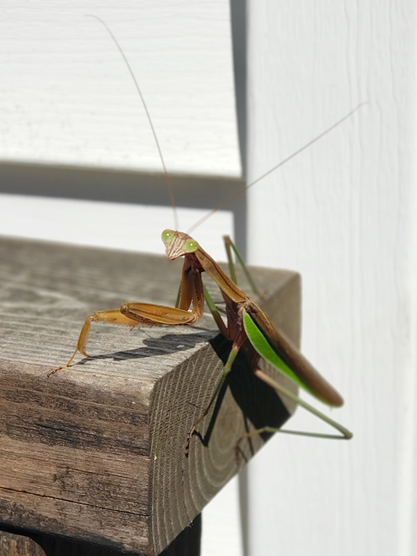 Praying Mantis & Gardening - A Friend Or Foe Of The Garden?