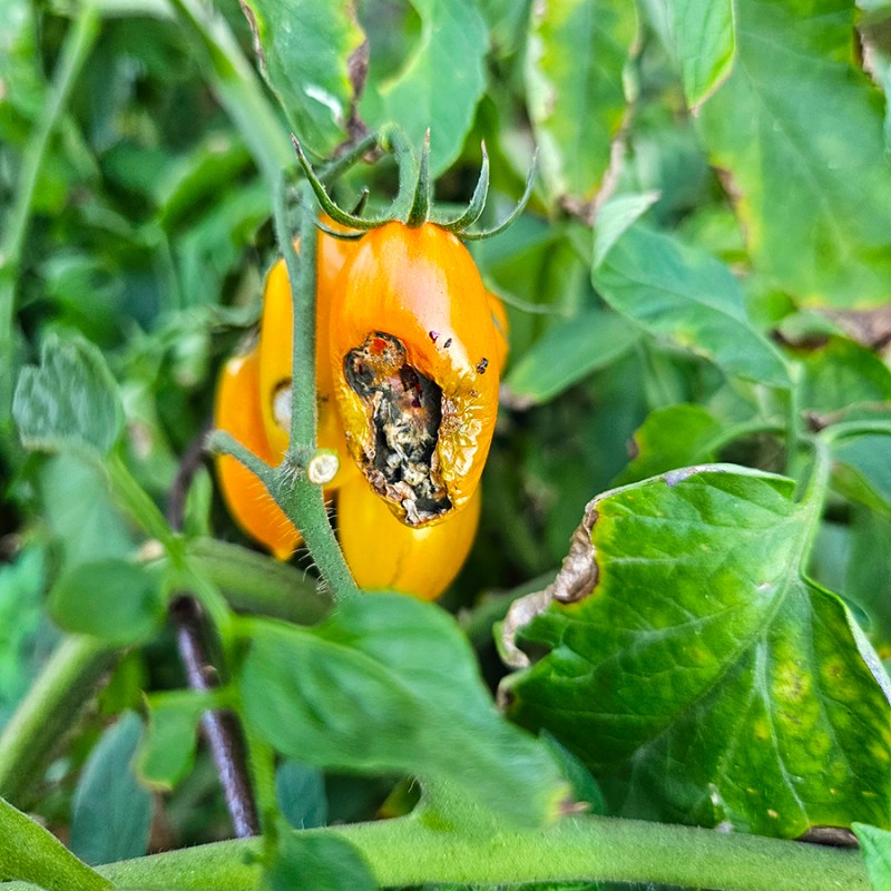 Preventing Tomato Blight - 8 Tips On Early & Late Season Blight