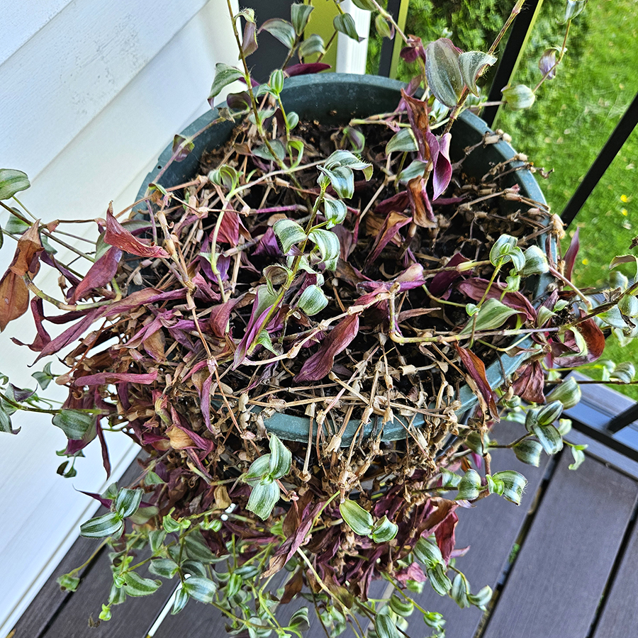 Repotting Tradescantia Zebrina - Start An Inch Plant From Cuttings