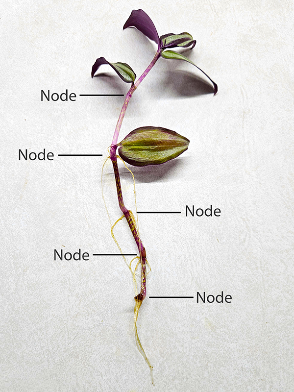Repotting Tradescantia Zebrina - Start An Inch Plant From Cuttings
