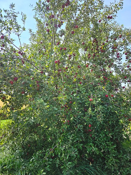 Pruning Apple Trees In Winter - Get Them In Shape, Literally!
