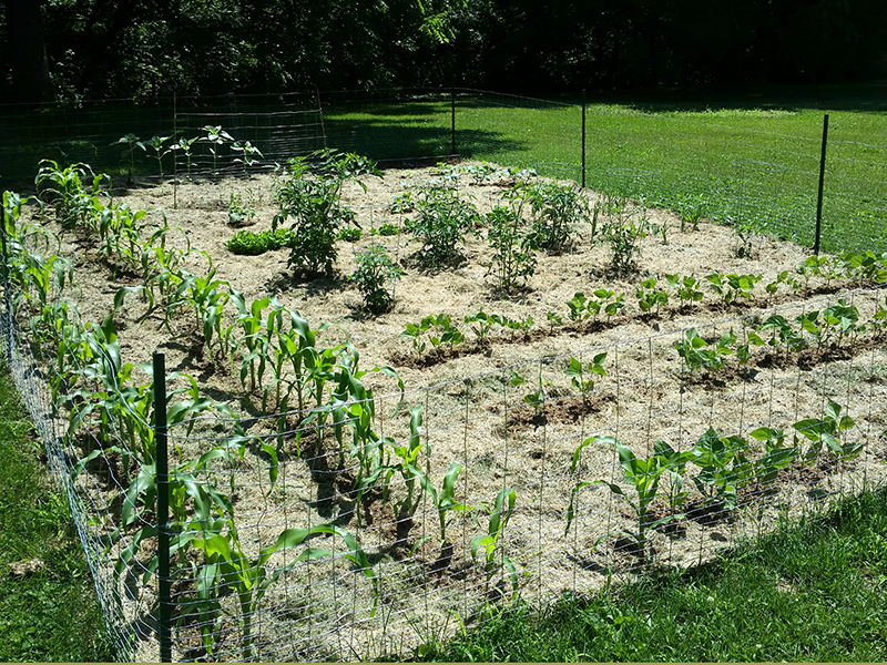 How To Deter Rabbits - Keeping Bunnies Out Of Your Garden
