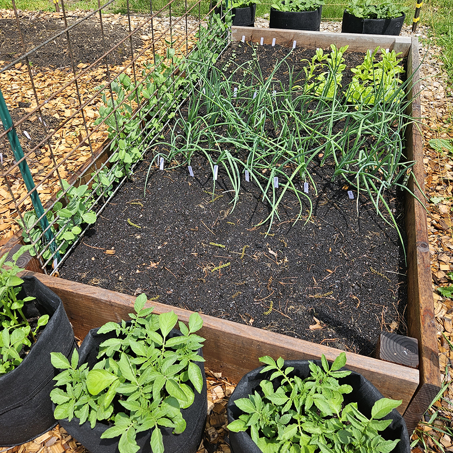 Raised Garden Beds - A Great Alternative To In-Ground Gardens!
