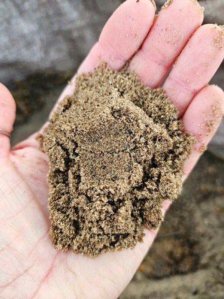 Using Sand As Litter In Chicken Coops - How To Use Sand