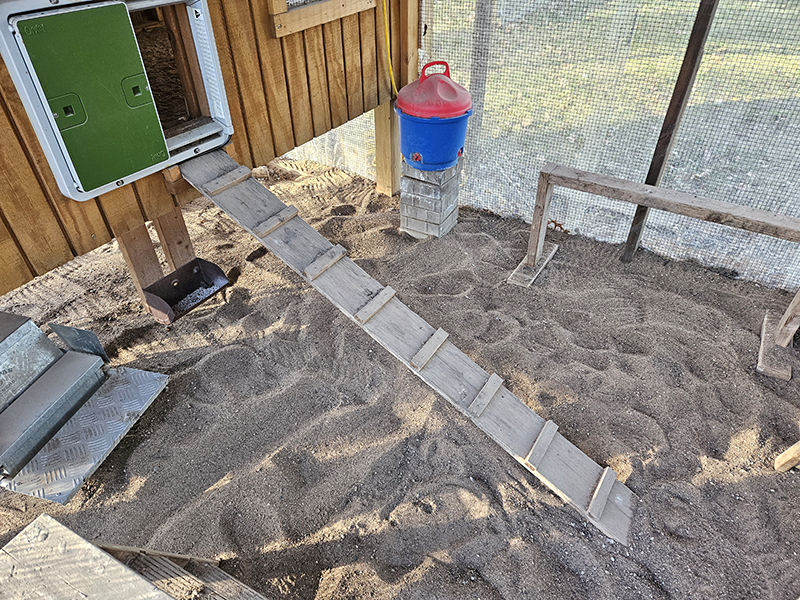 Using Sand As Litter In Chicken Coops - How To Use Sand