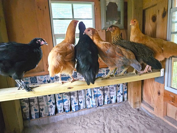 Using Sand As Litter In Chicken Coops - How To Use Sand