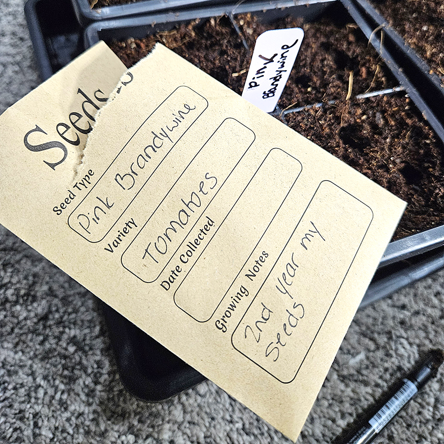 How To Save Garden Seeds - Open-Pollinated Vs Hybrid Seeds