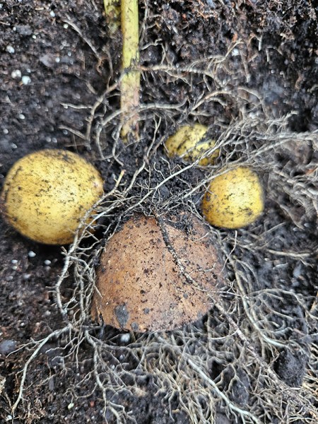 How To Plant Seed Potatoes Using Grow Bags