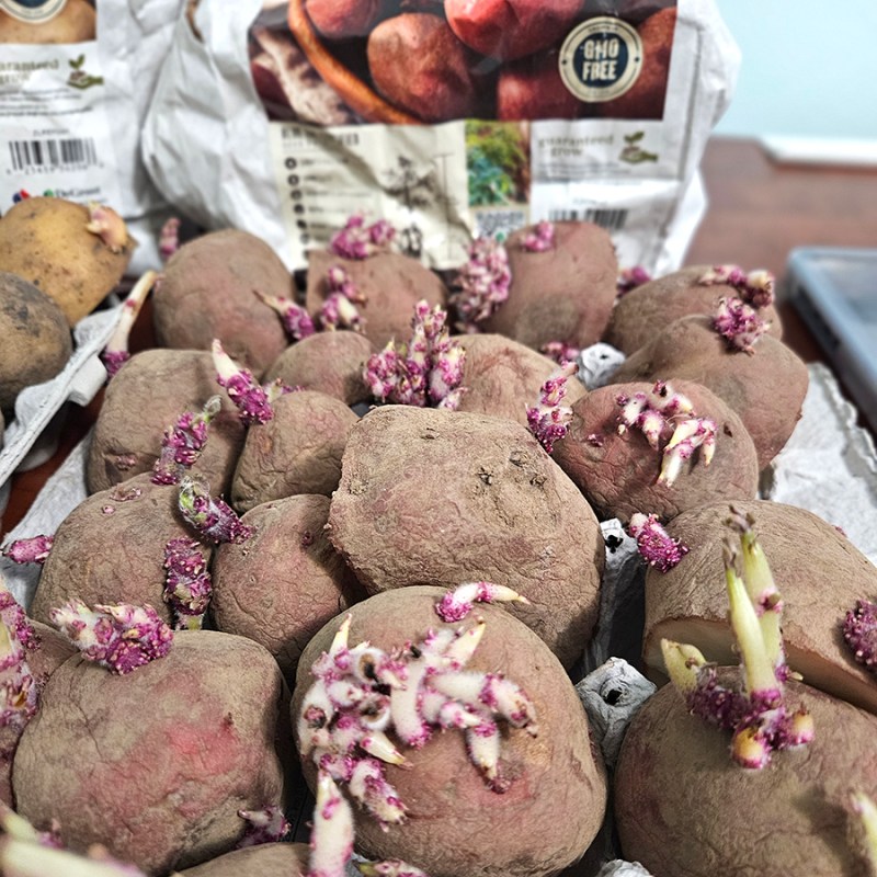 How To Plant Seed Potatoes Using Grow Bags