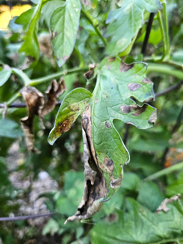 Tomato Septoria Leaf Spot - What It Is And 7 Tips To Prevent It