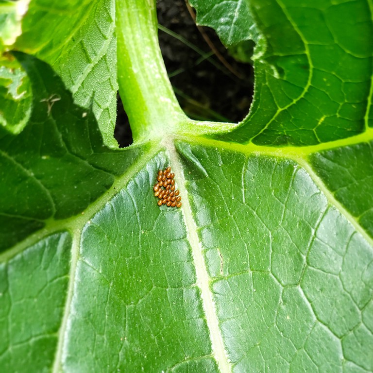 Battling Squash Bugs In Your Vegetable Garden - And Winning!