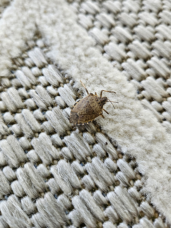 Battling Squash Bugs In Your Vegetable Garden - And Winning!