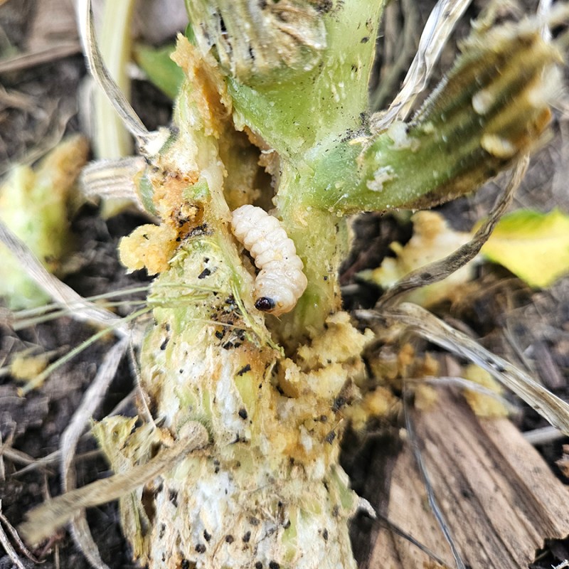 Defeating Squash Vine Borers - How To Prevent Or Kill Vine Borers