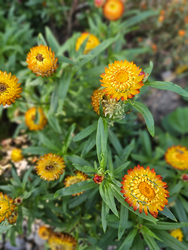 Growing Strawflowers - The Everlasting Flower With Paper Blooms