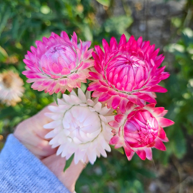 Growing Strawflowers - The Everlasting Flower With Paper Blooms