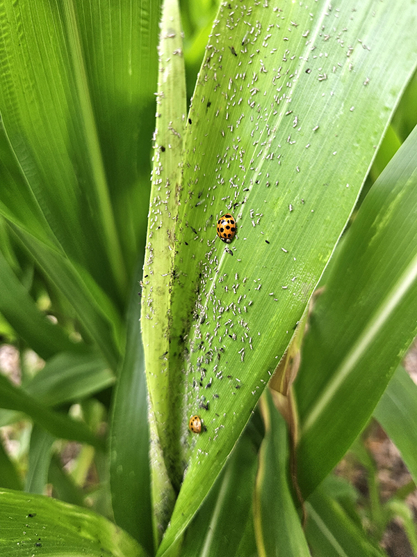 Common Sweet Corn Pests - 4 Pests That Can Ruin Garden Corn