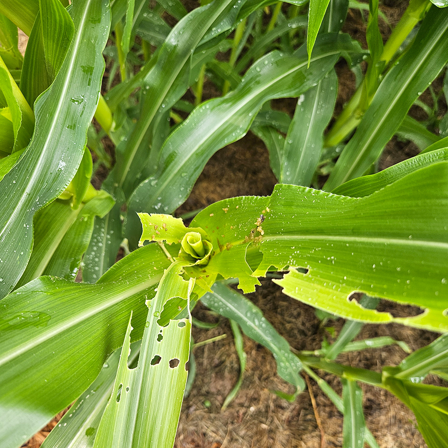 Common Sweet Corn Pests - 4 Pests That Can Ruin Garden Corn