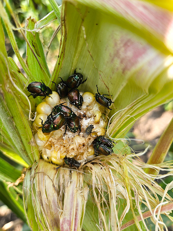 Common Sweet Corn Pests - 4 Pests That Can Ruin Garden Corn