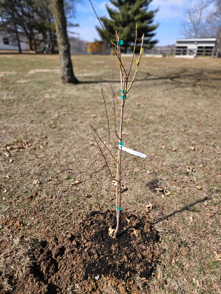 Tips On Choosing Fruit Trees - What To Know Before You Grow!