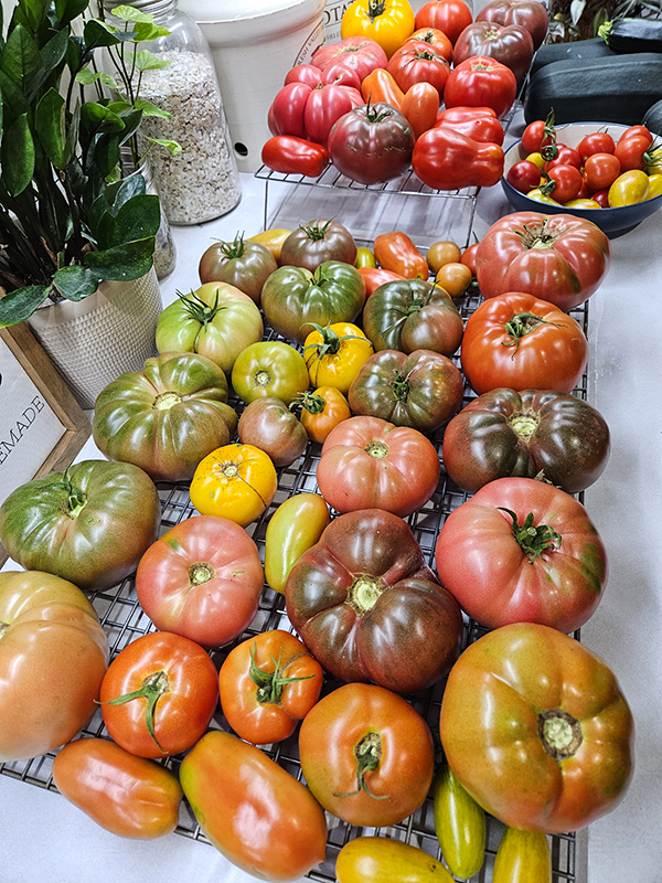 Tips On Planting Tomatoes - Get Your Plants Off To The Best Start!