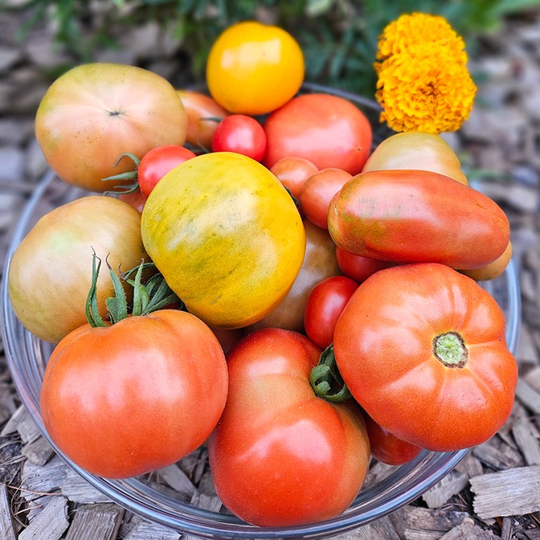 The 5 Best Tomato Varieties To Grow In Your Garden This Year